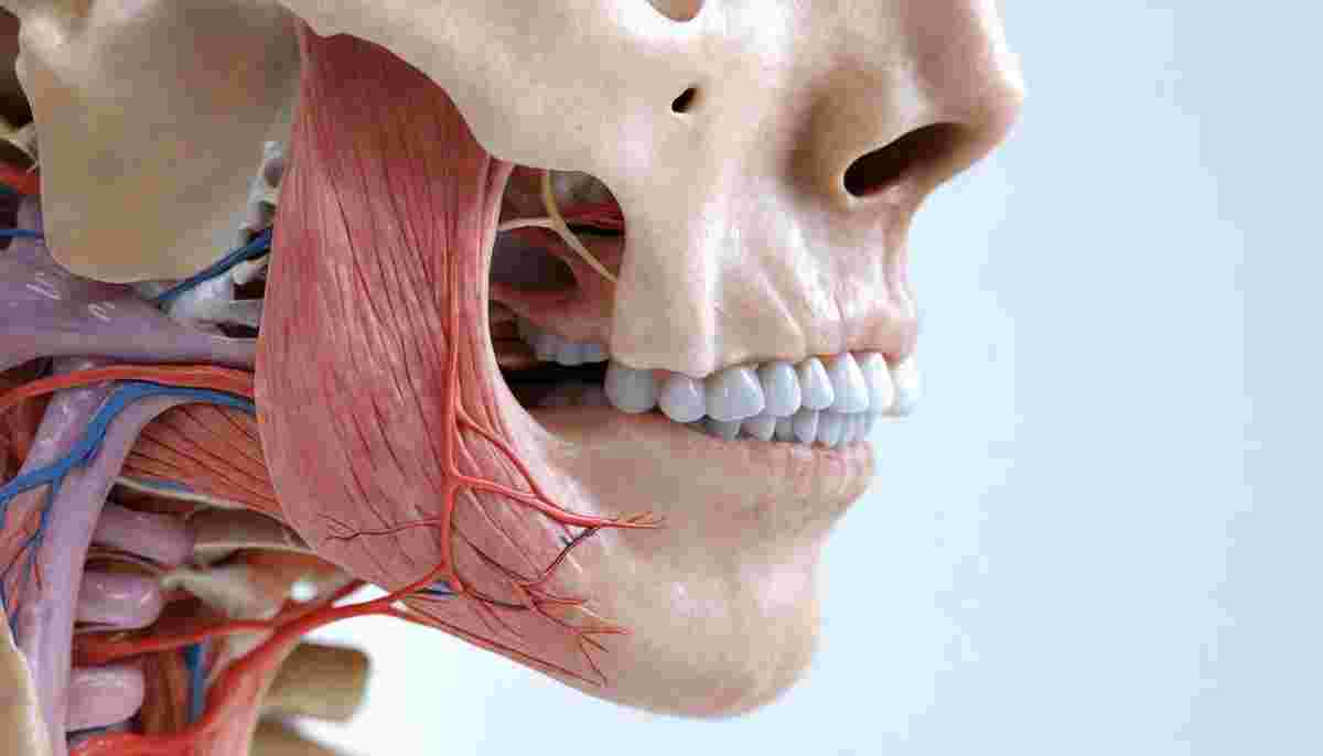Abdominal Regions & Quadrants Explained – Medical Anatomy Guide