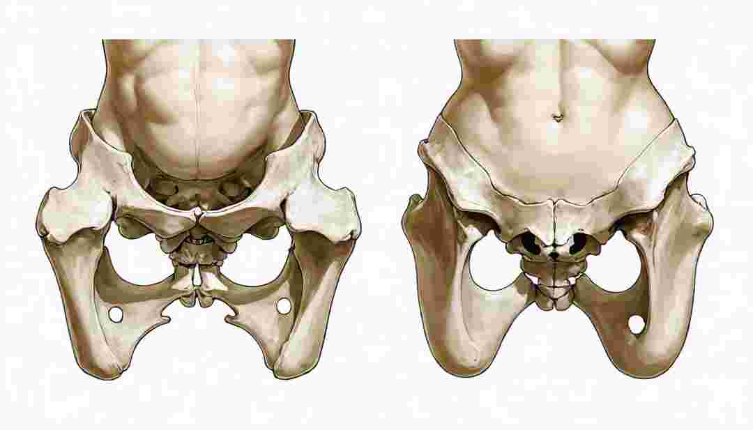 Comparison of True and False Pelvis & Sexual Dimorphism