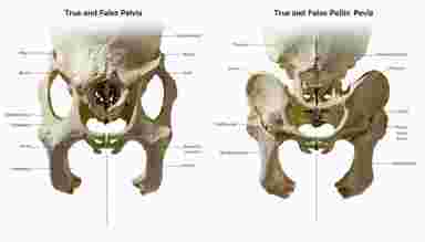 Comparison of True and False Pelvis & Sexual Dimorphism