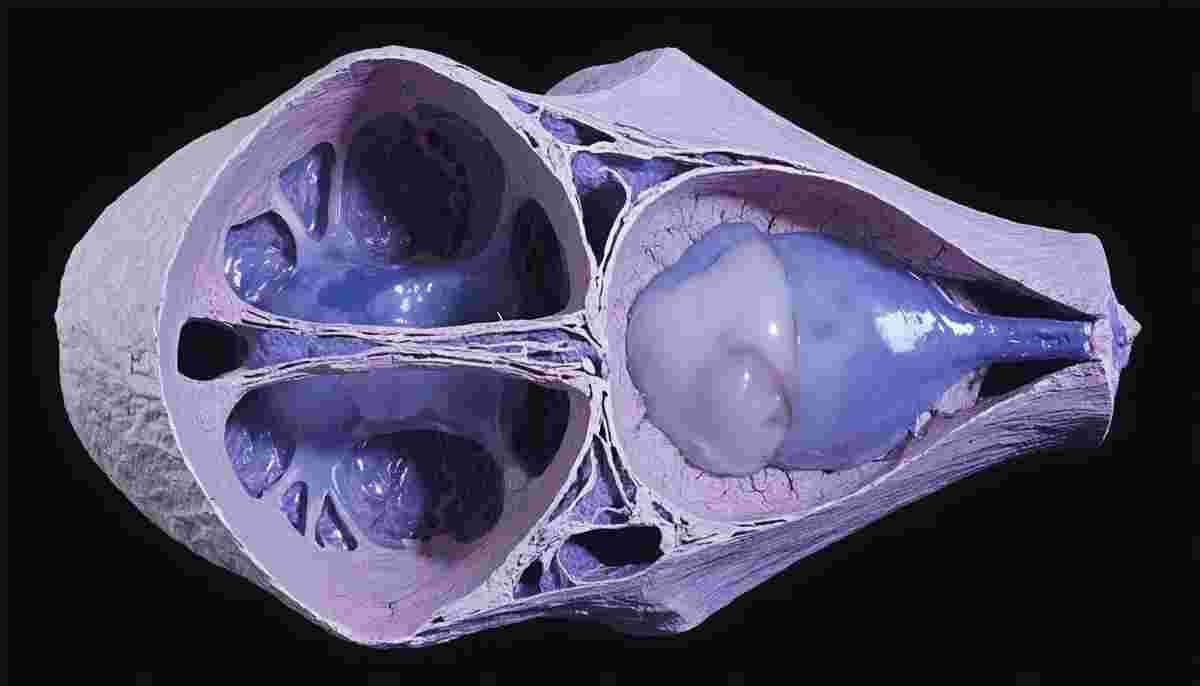 Anatomical Boundaries and Clinical Significance of the Pyriform Fossa